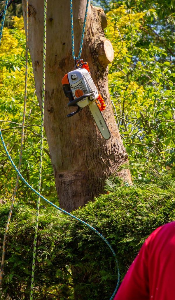 Gallery - CG Tree Care