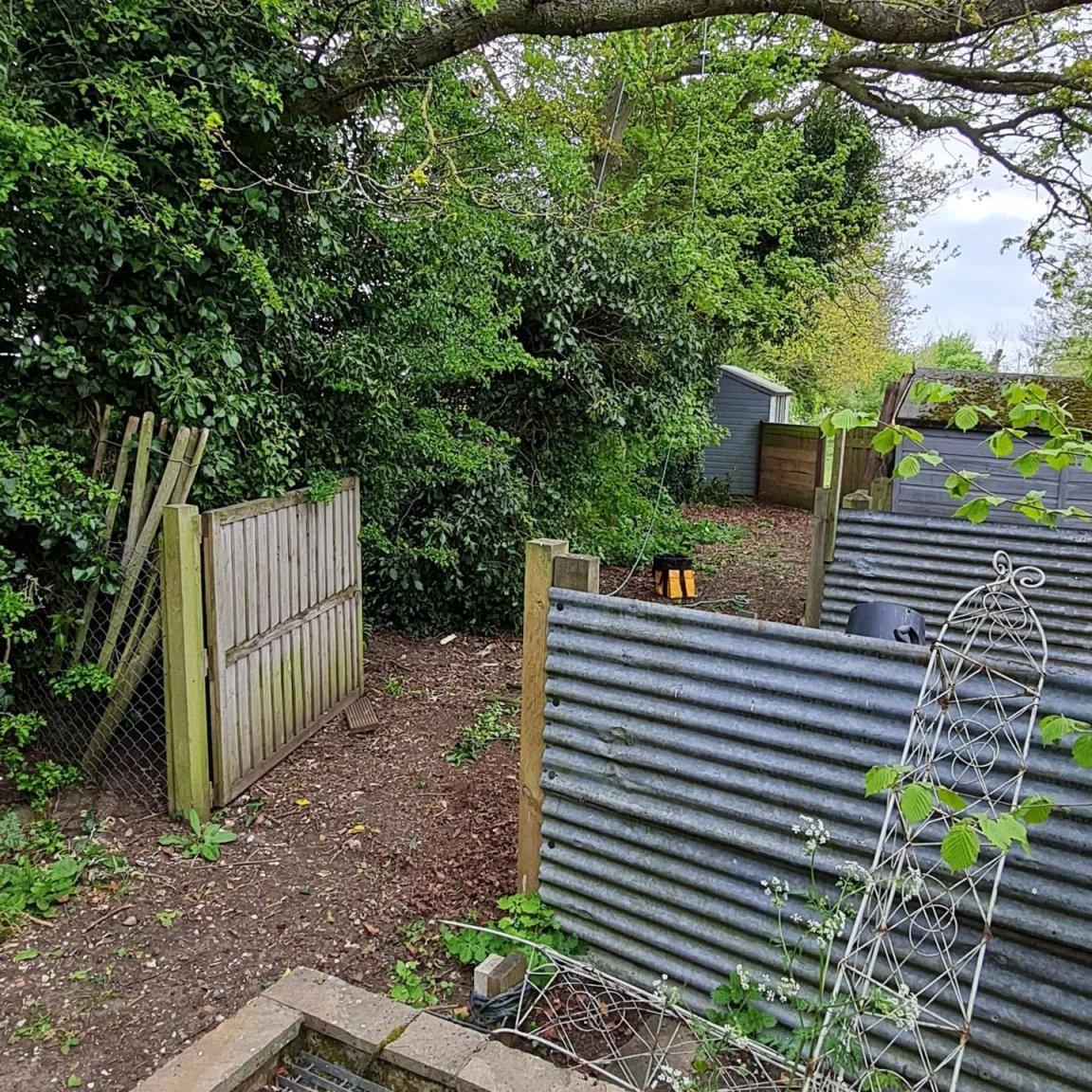 Tree Crown Lift - CG Tree Care