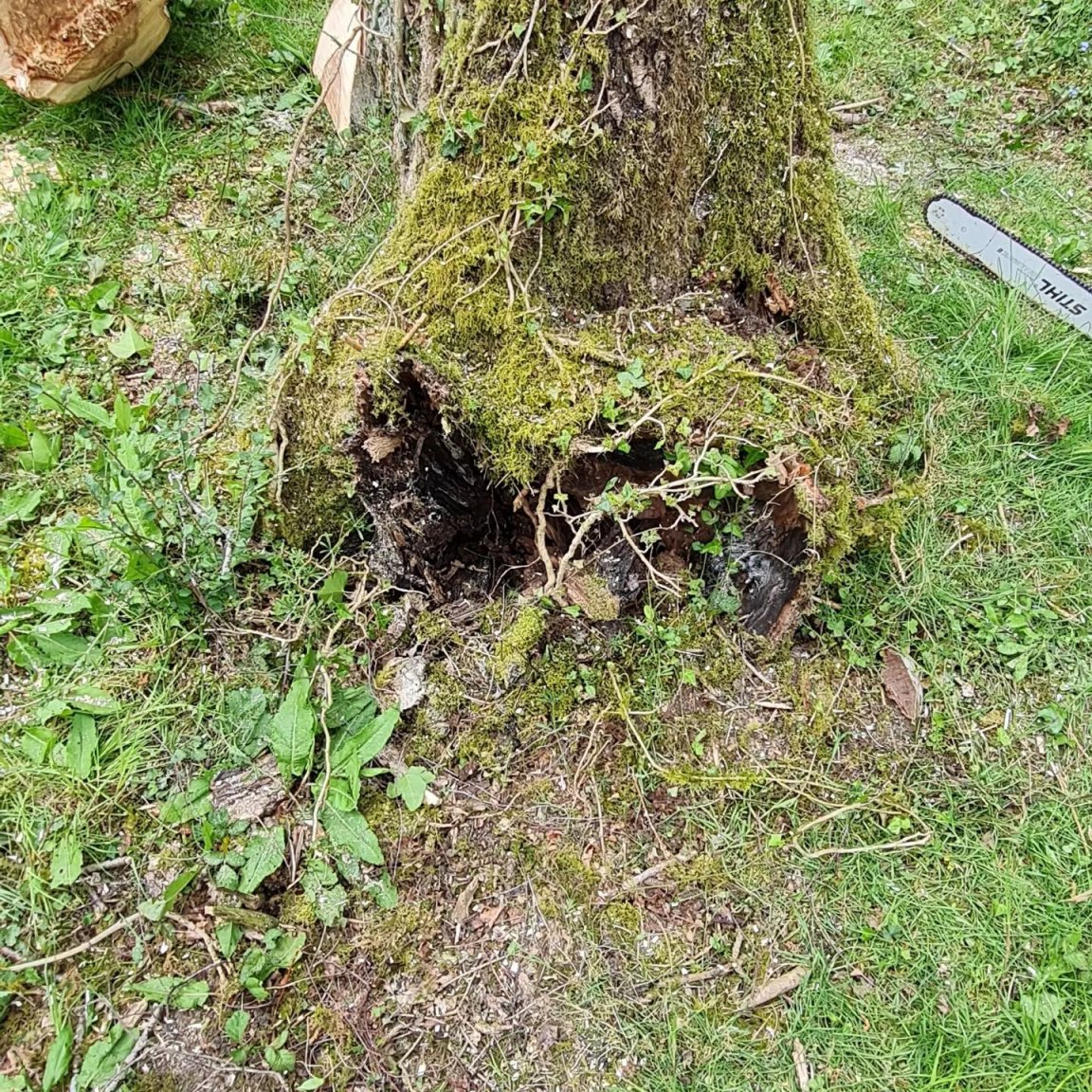Birch Tree Removal - CG Tree Care