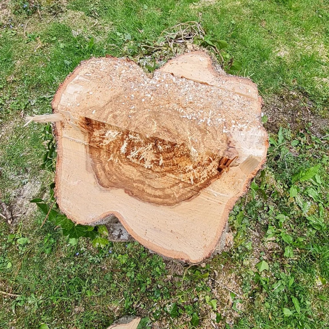 Birch Tree Removal - CG Tree Care